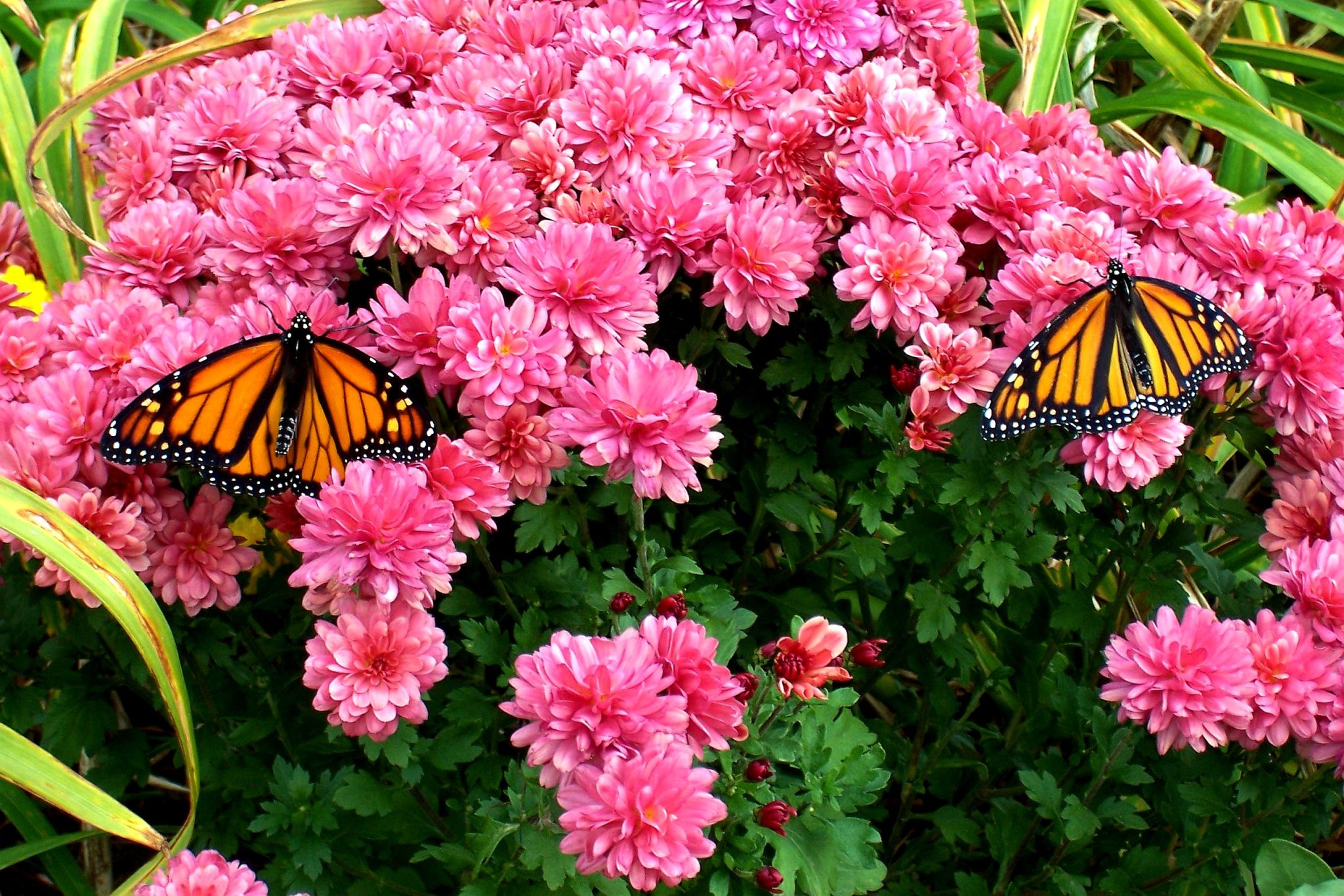 Monarchs In Fall