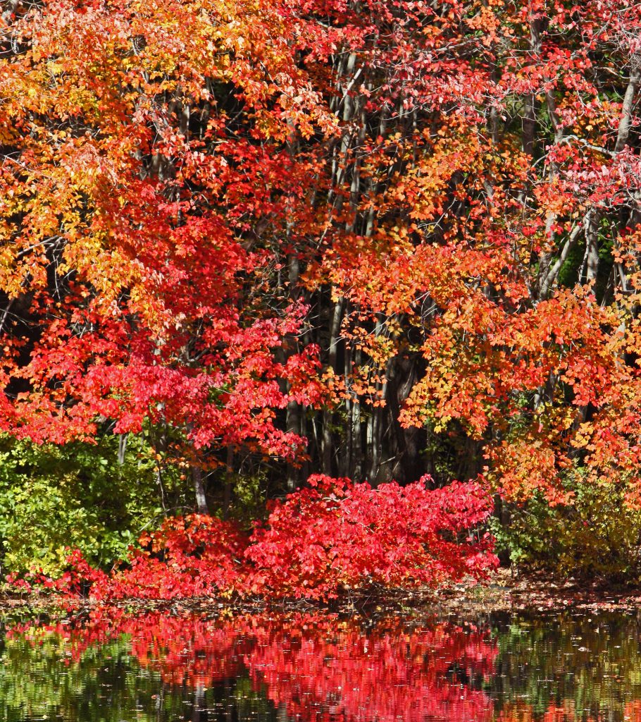 Fall Colors - New England