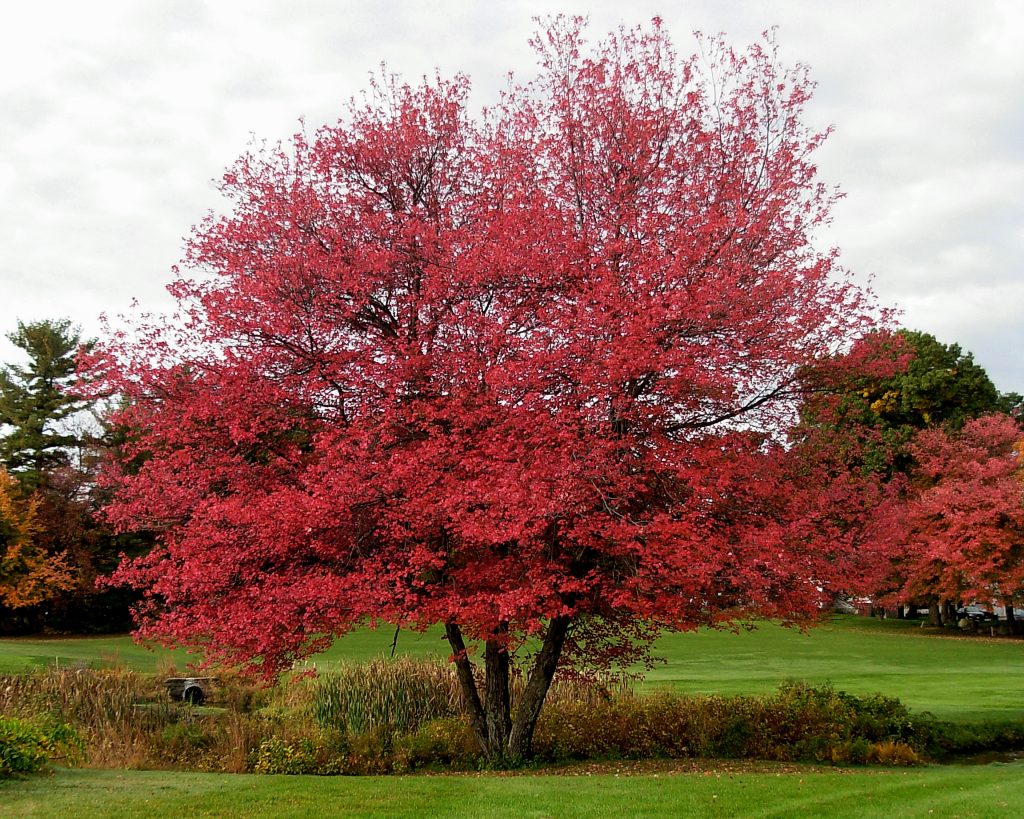 Graceful Red Maple