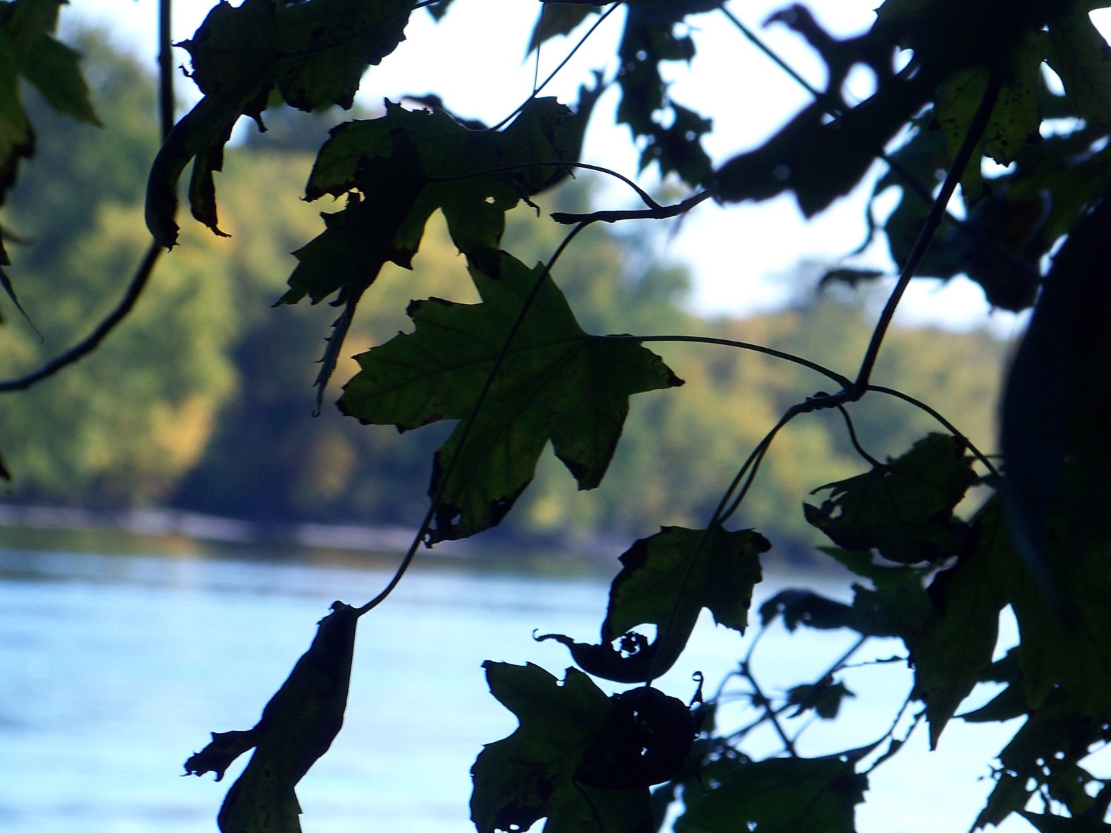 Fall On The Ct River - New England