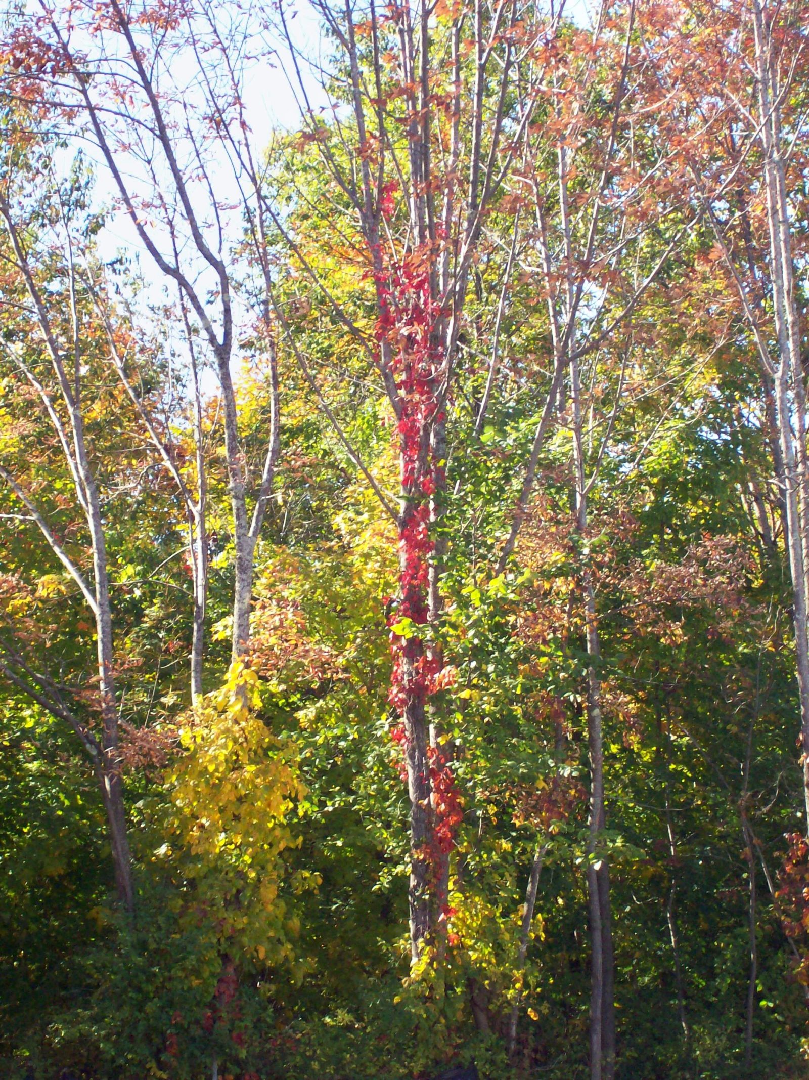 A Lonely Vine - New England