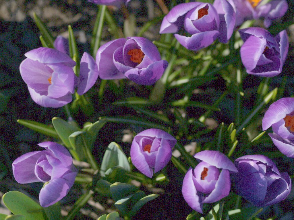 Cluster Of Purple Crocus