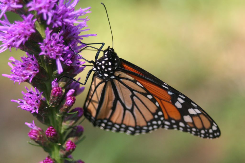 Monarch Butterfly