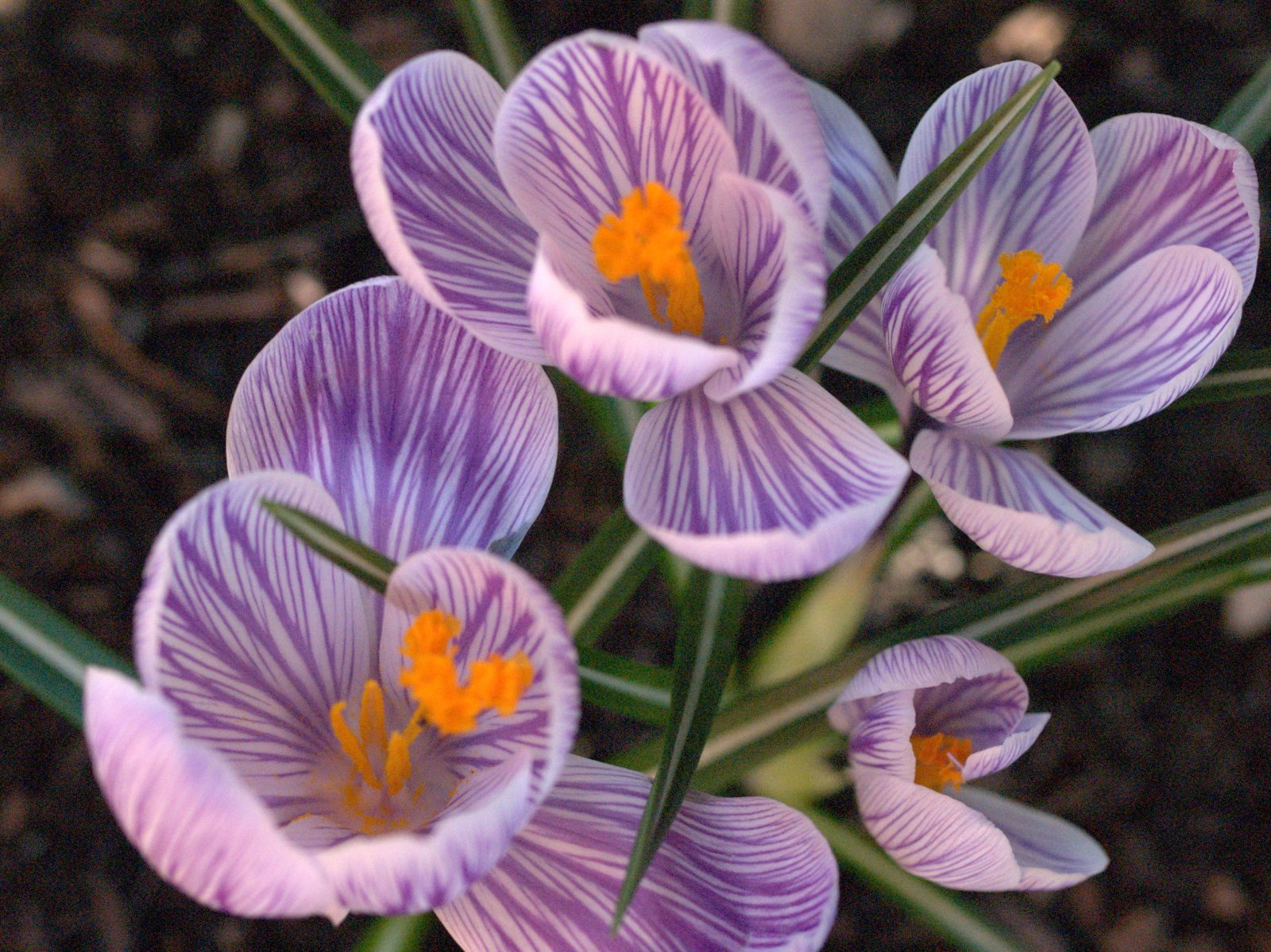 Variegated Crocus