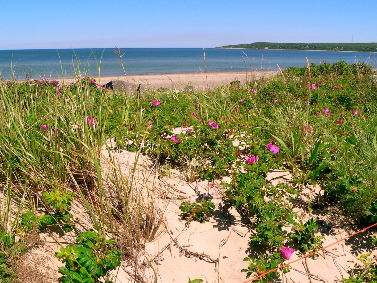 Beach Roses - New England