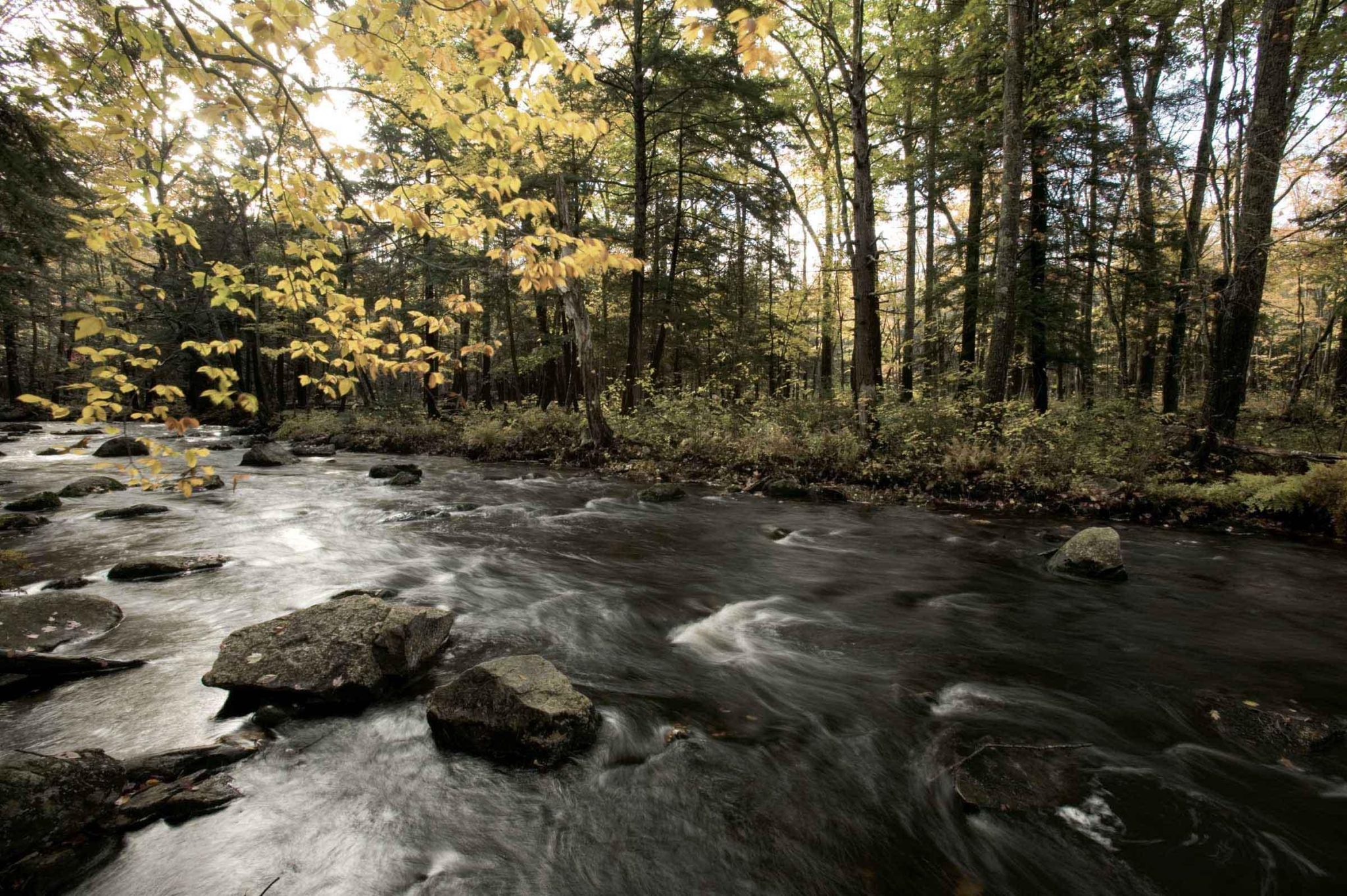 Lawrence Brook - New England