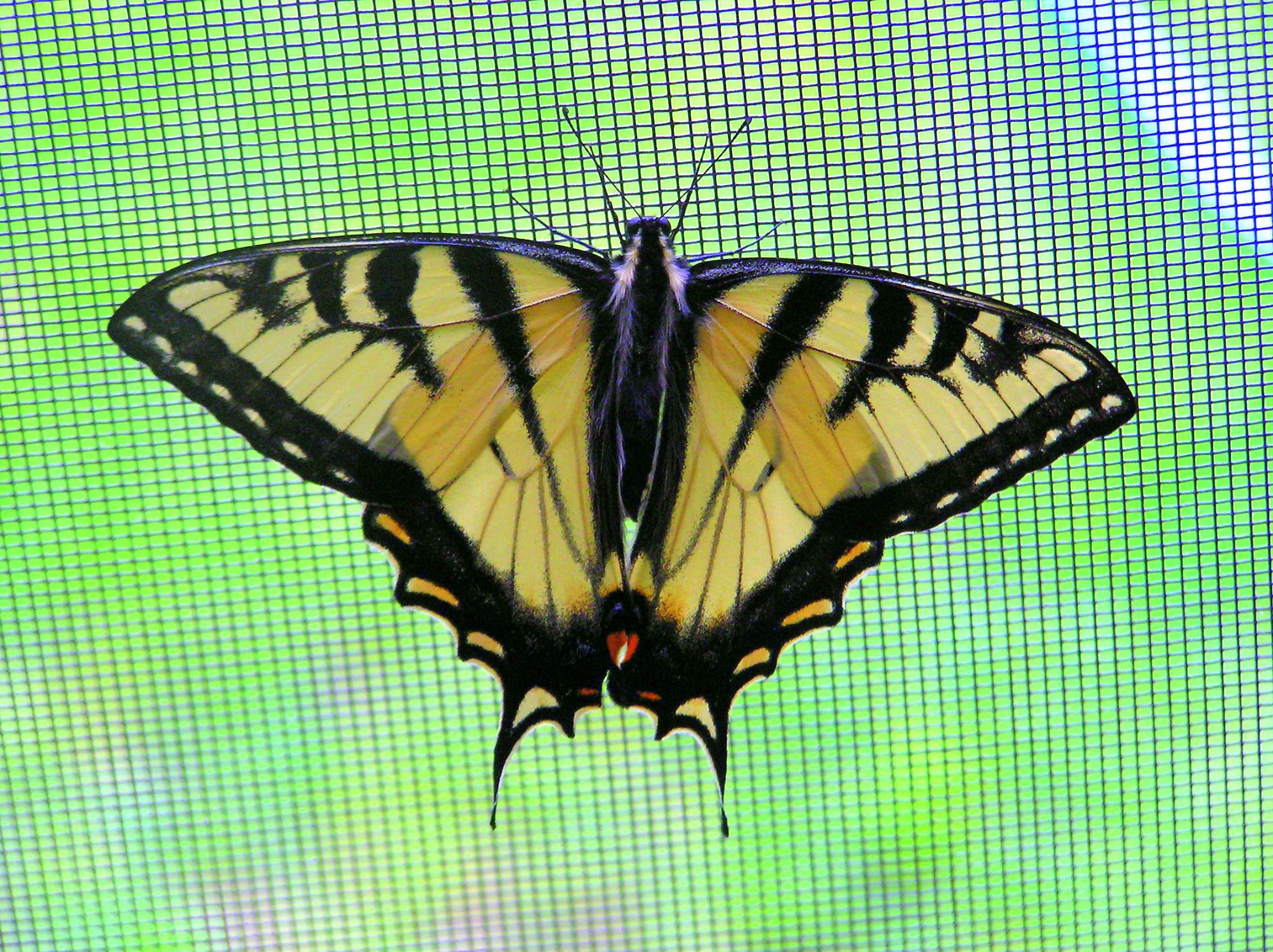 Swallowtail Butterfly - New England