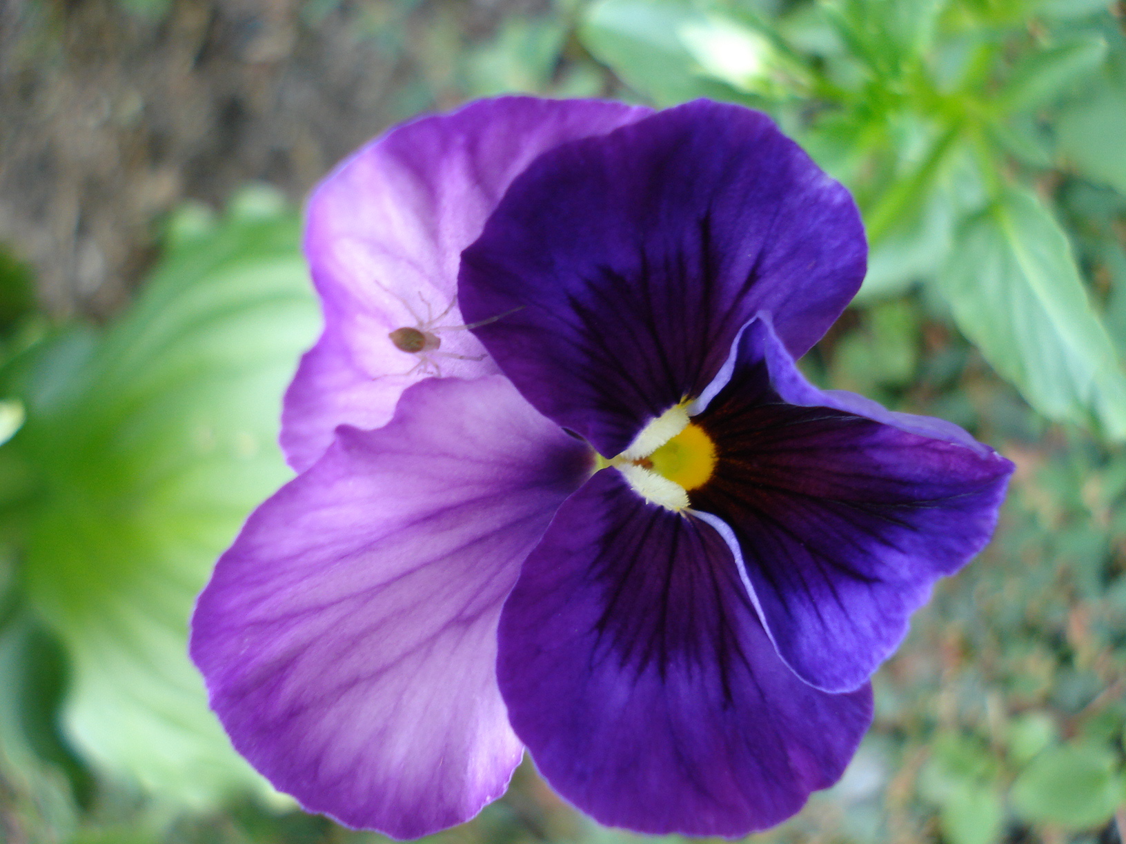 A Mere Pansey & Spider !! - New England