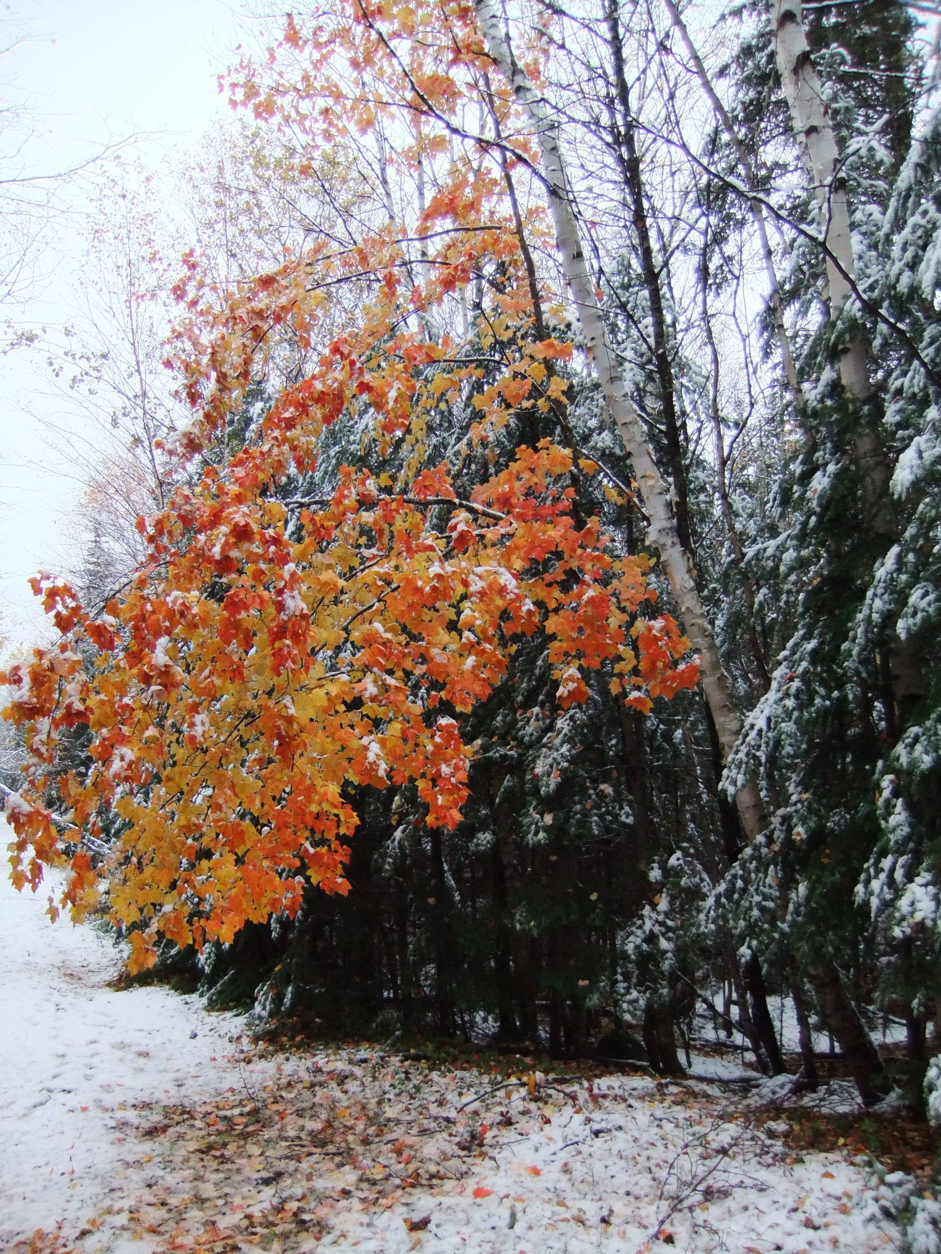Snowy Fall Path - New England