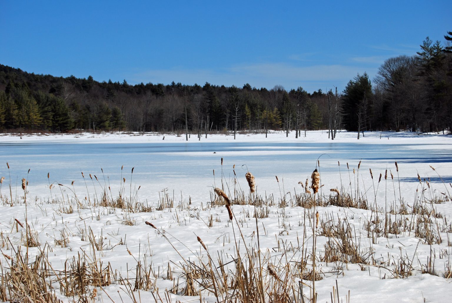 Frozen Wetlands