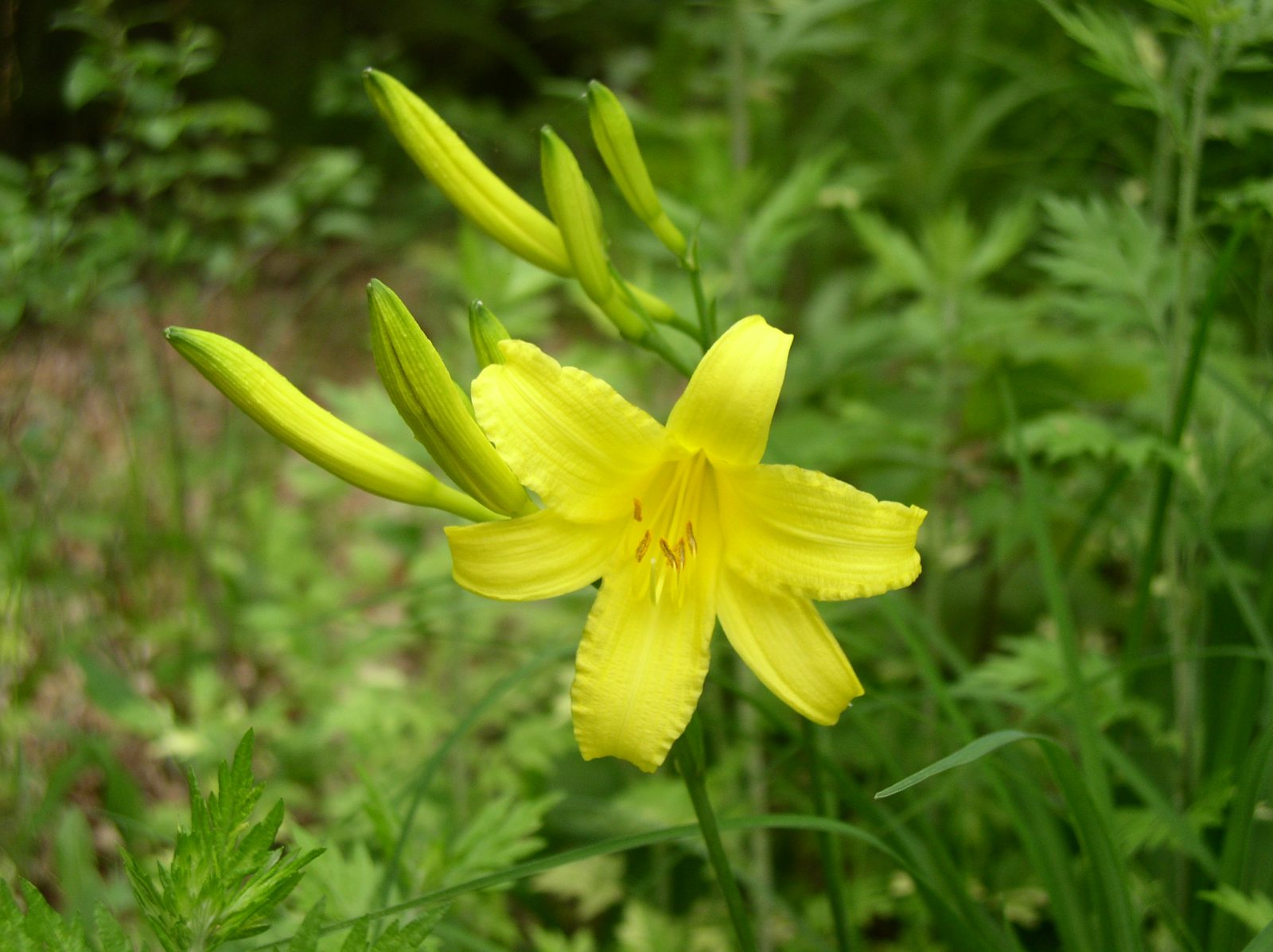 Lemon Daylily