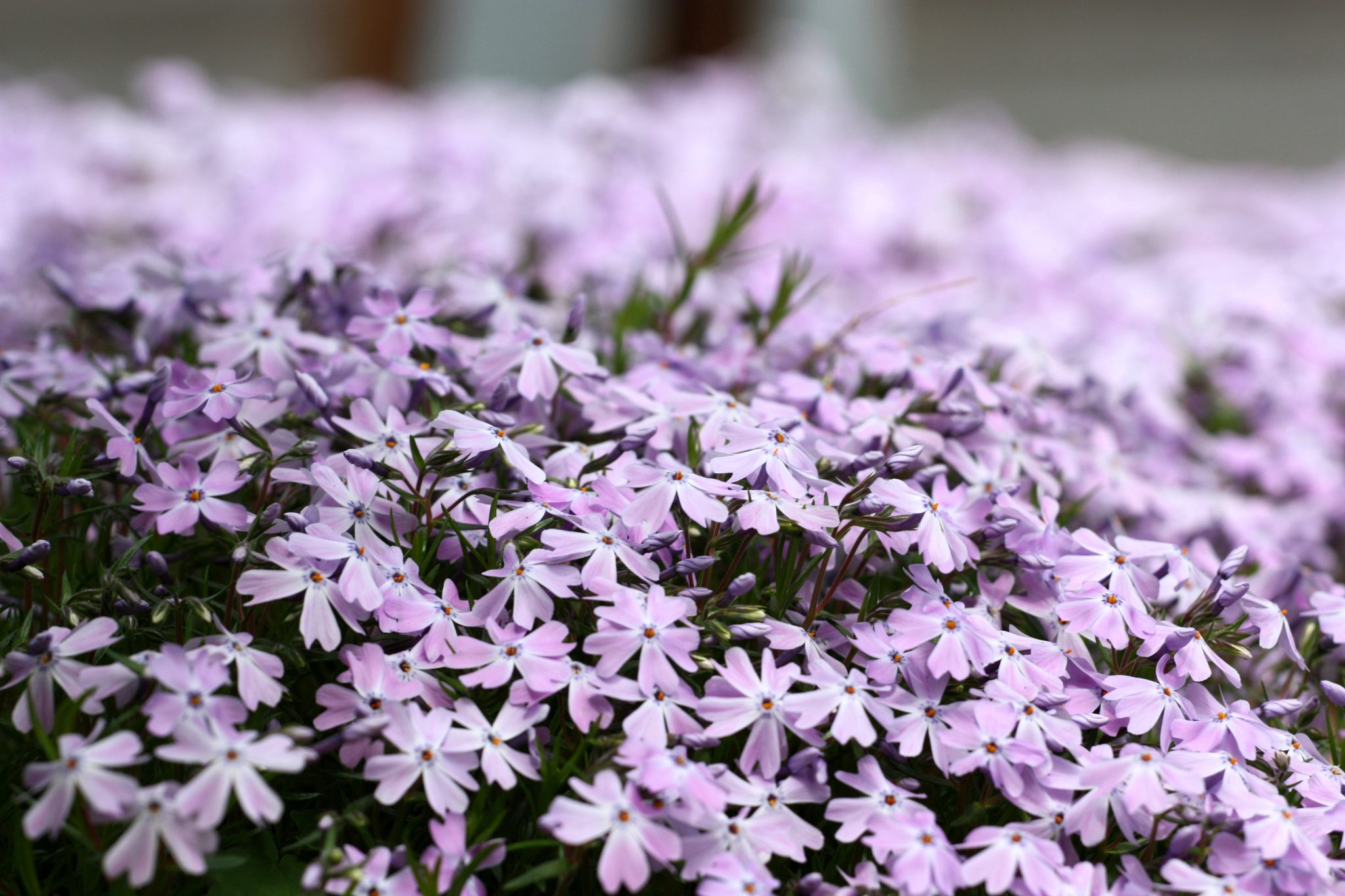 Springtime