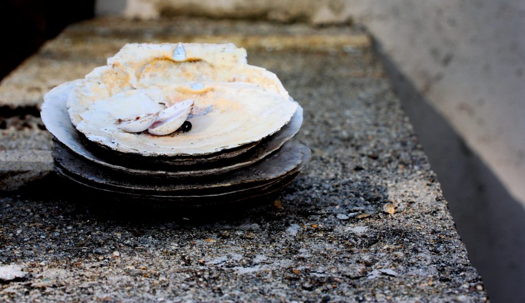 Scallop Shells - New England