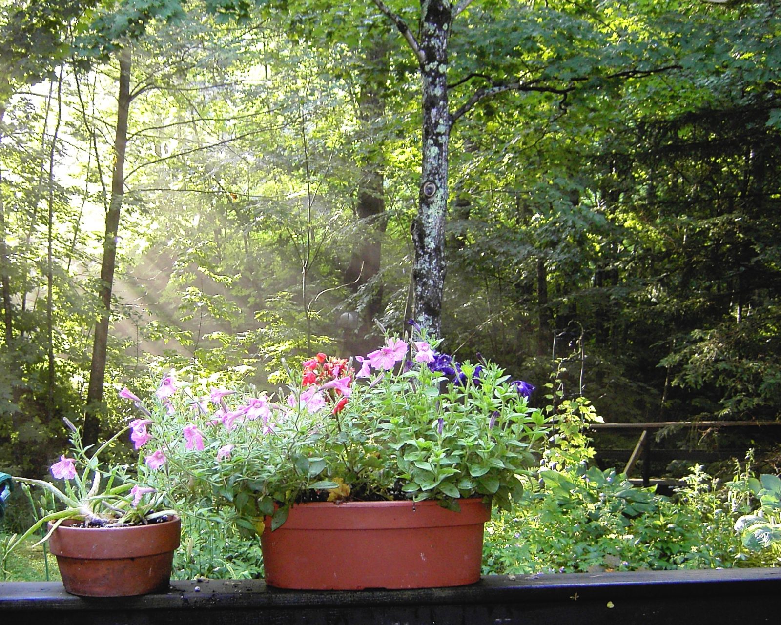 View From Porch
