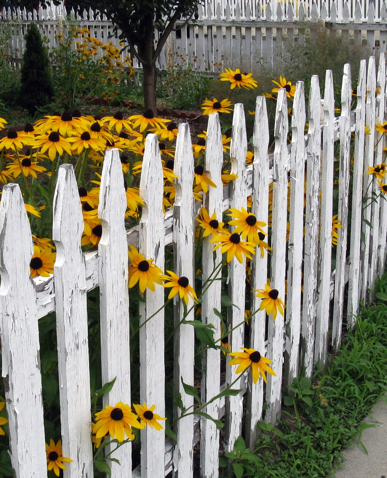 Fence & Flowers - New England