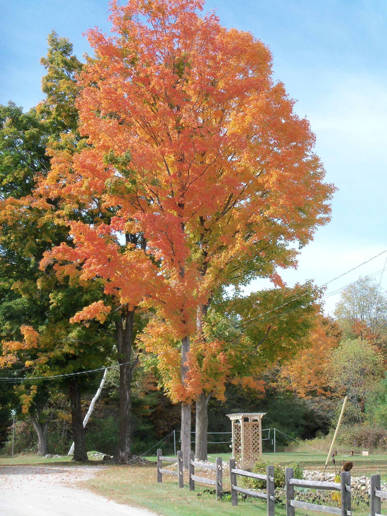 Ablaze With Color - New England