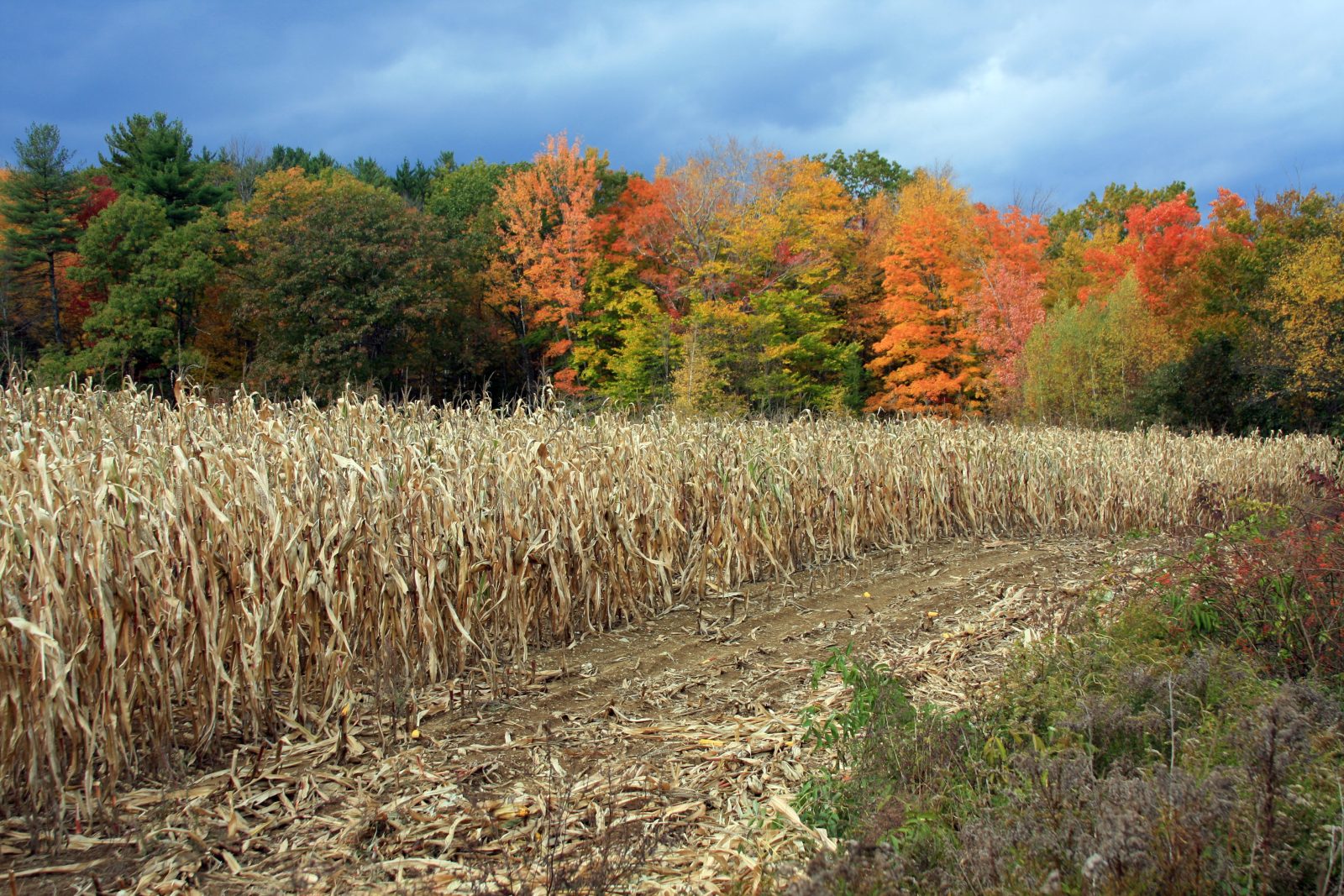 The End Of Corn Maze Season
