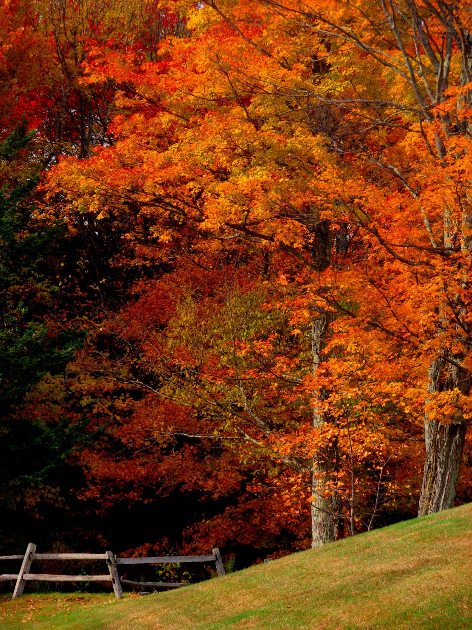 Colorful Trees - New England