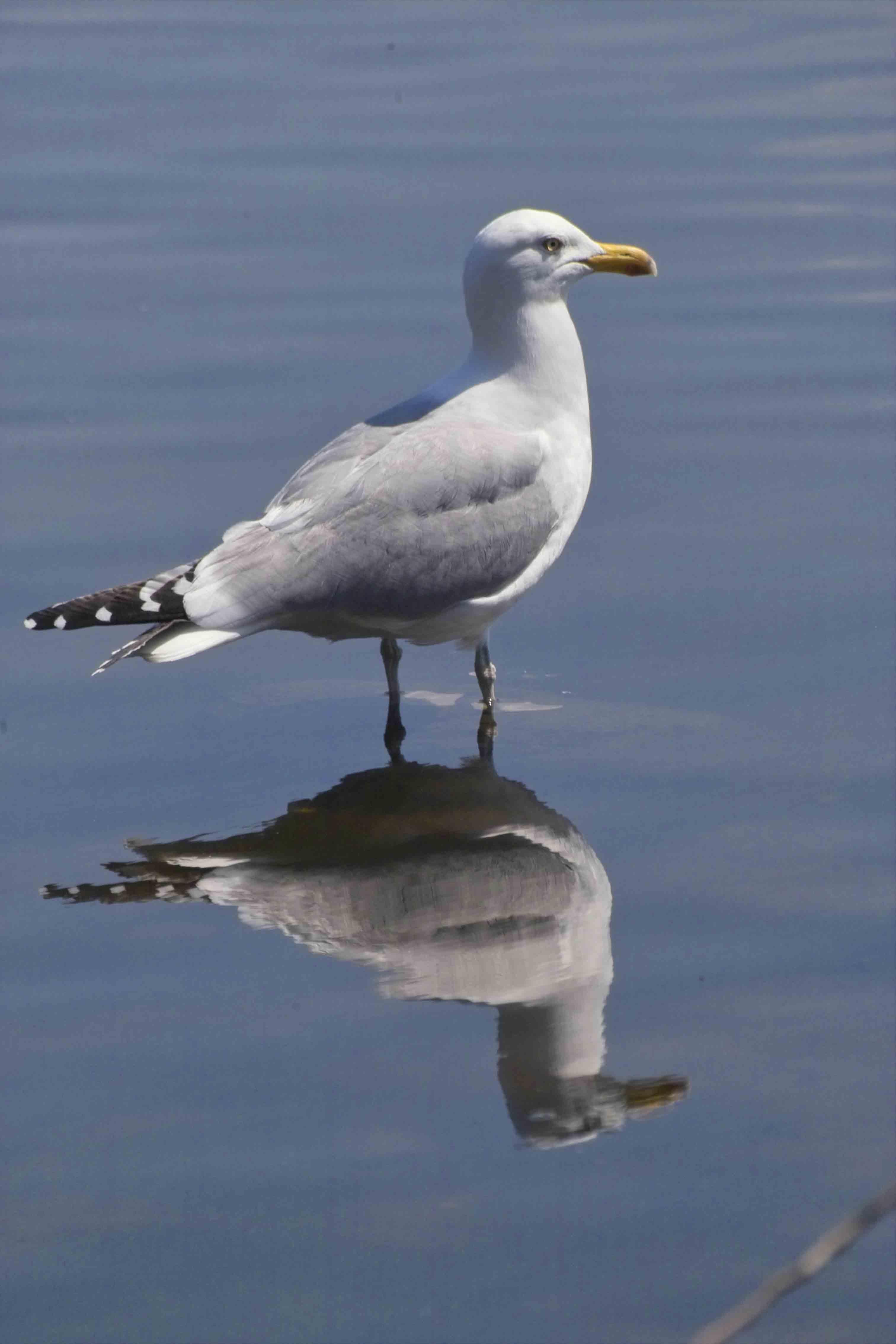 Seagull Reflection - New England Today