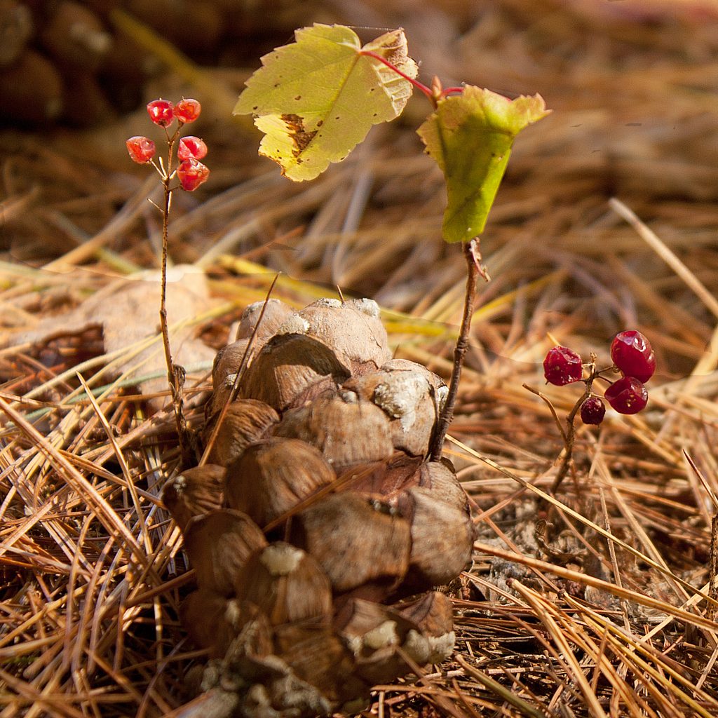 Forest Still Life - New England
