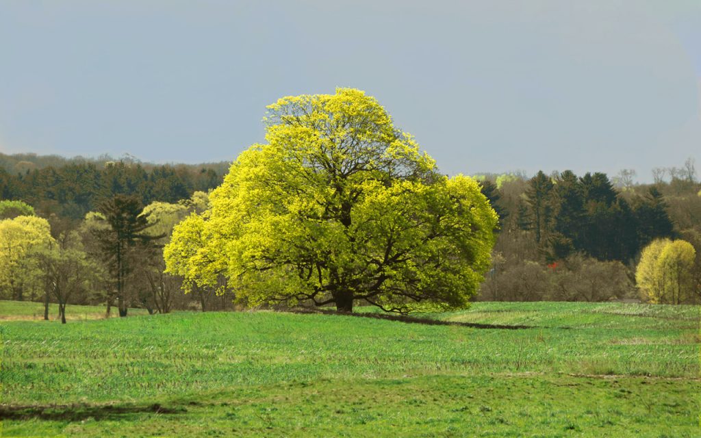 Farm Tree - New England