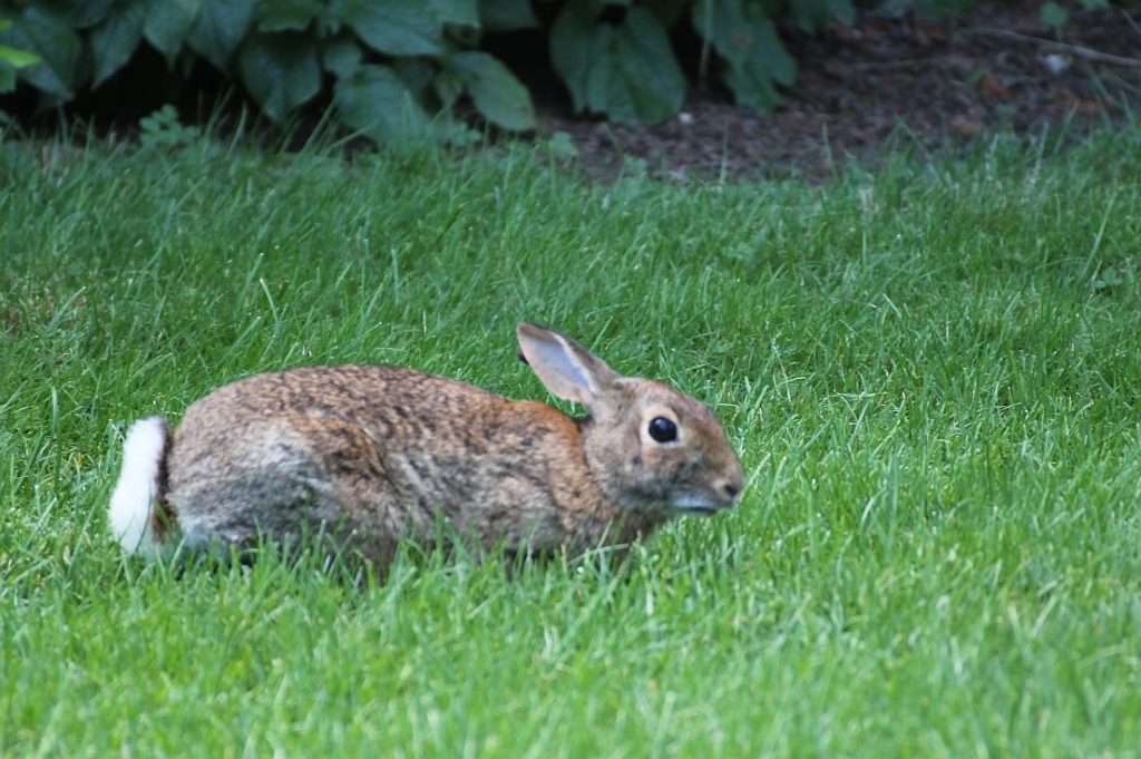 Rabbit - New England