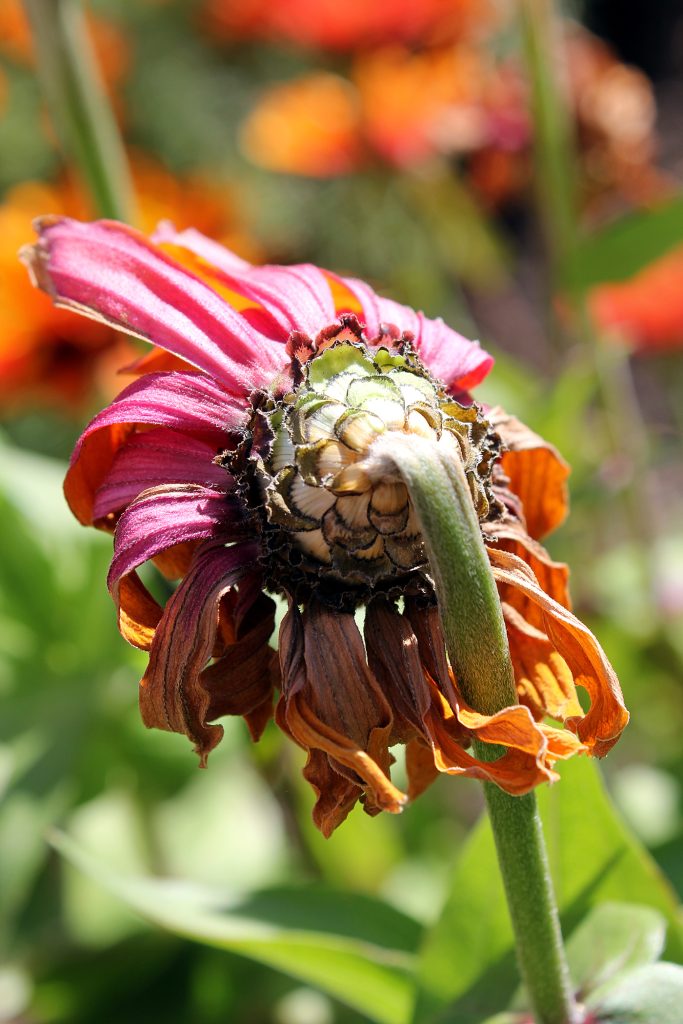 Late Bloomer - New England