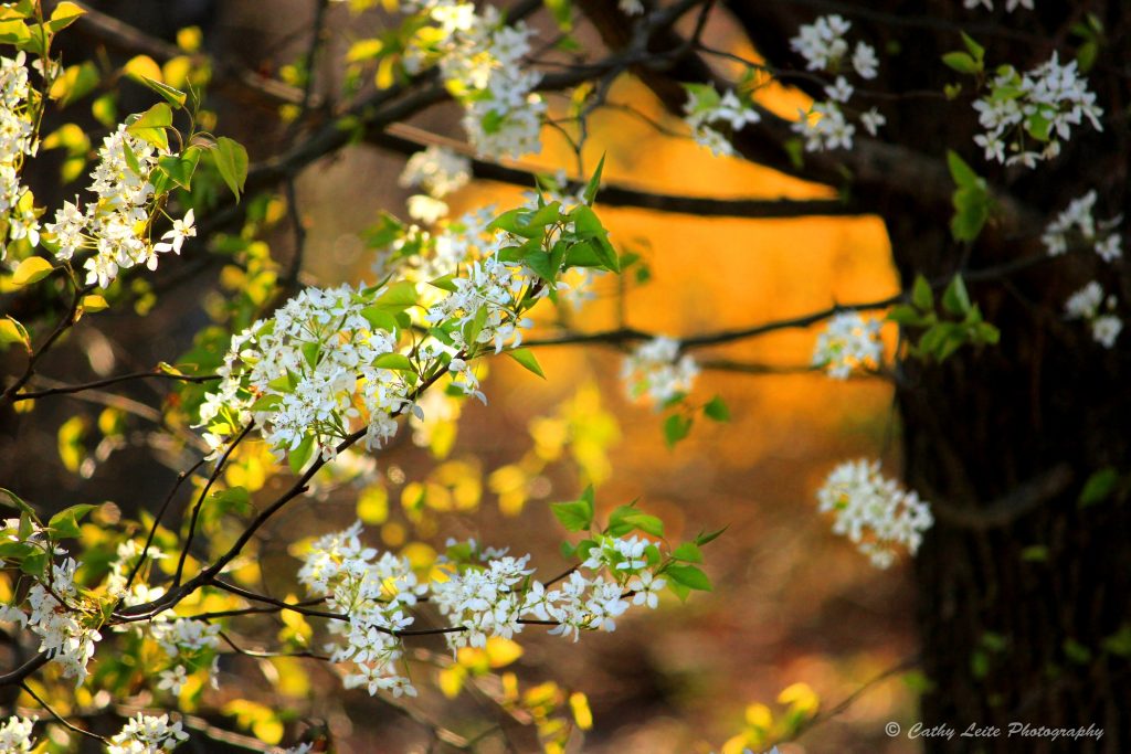 Spring Arrives