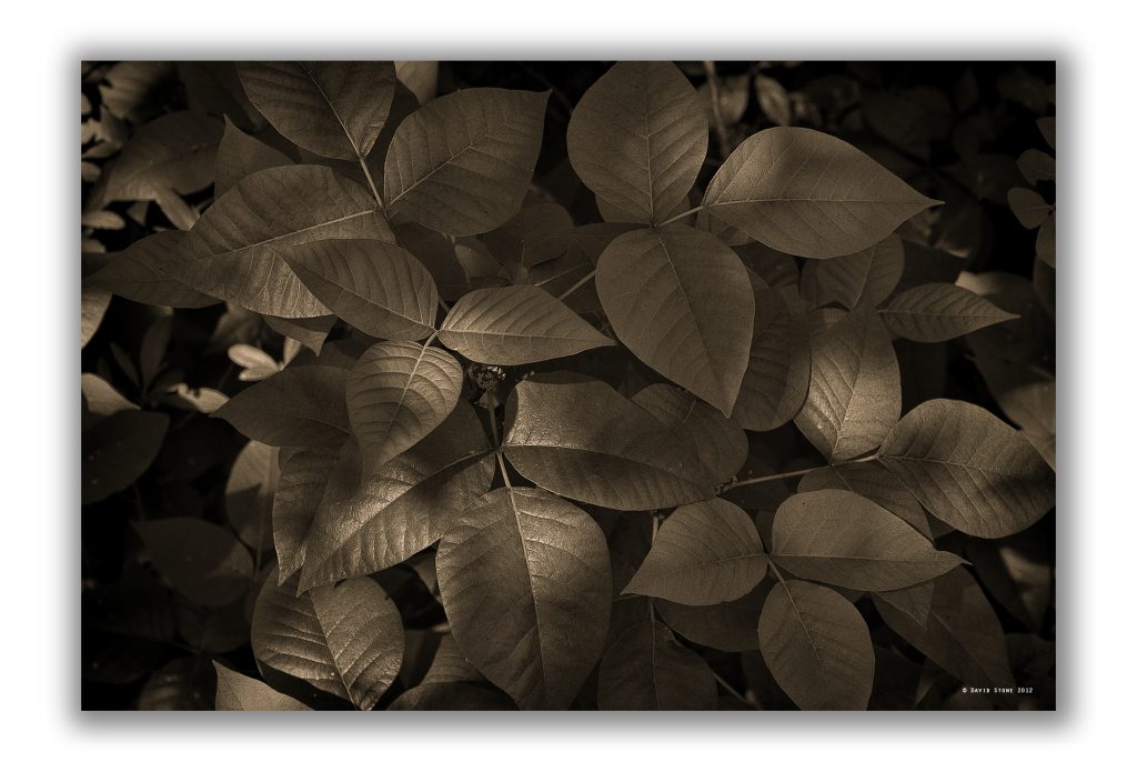 The Beauty Of Poison Ivy - New England