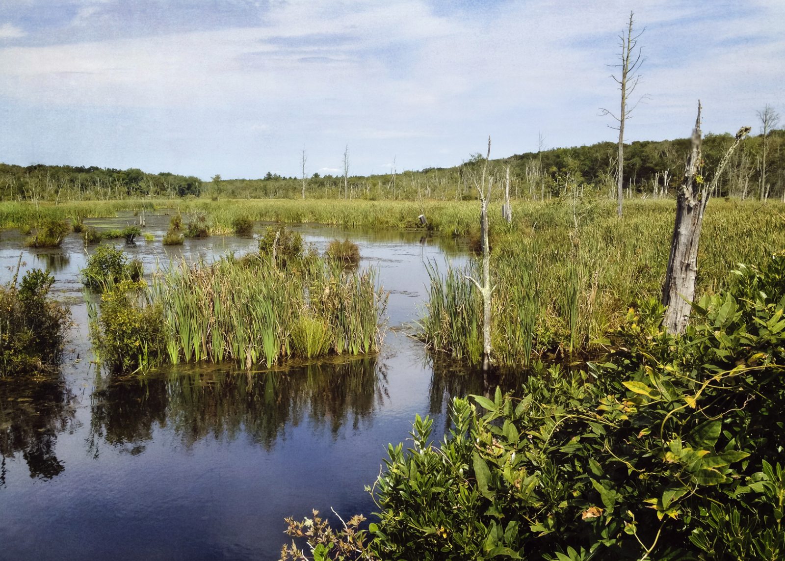 The Great Swamp