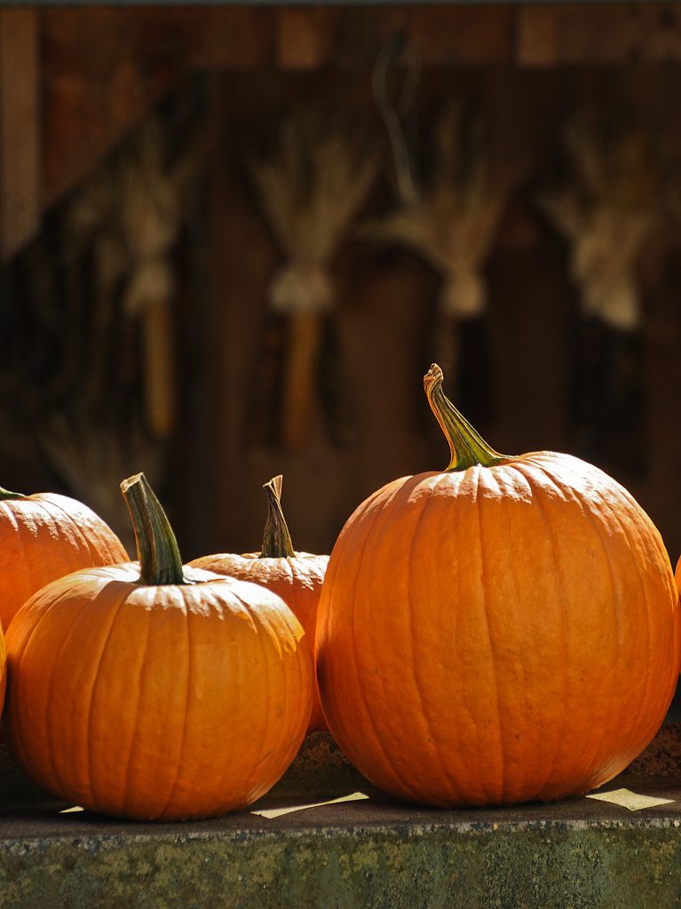 Three Pumpkins - New England