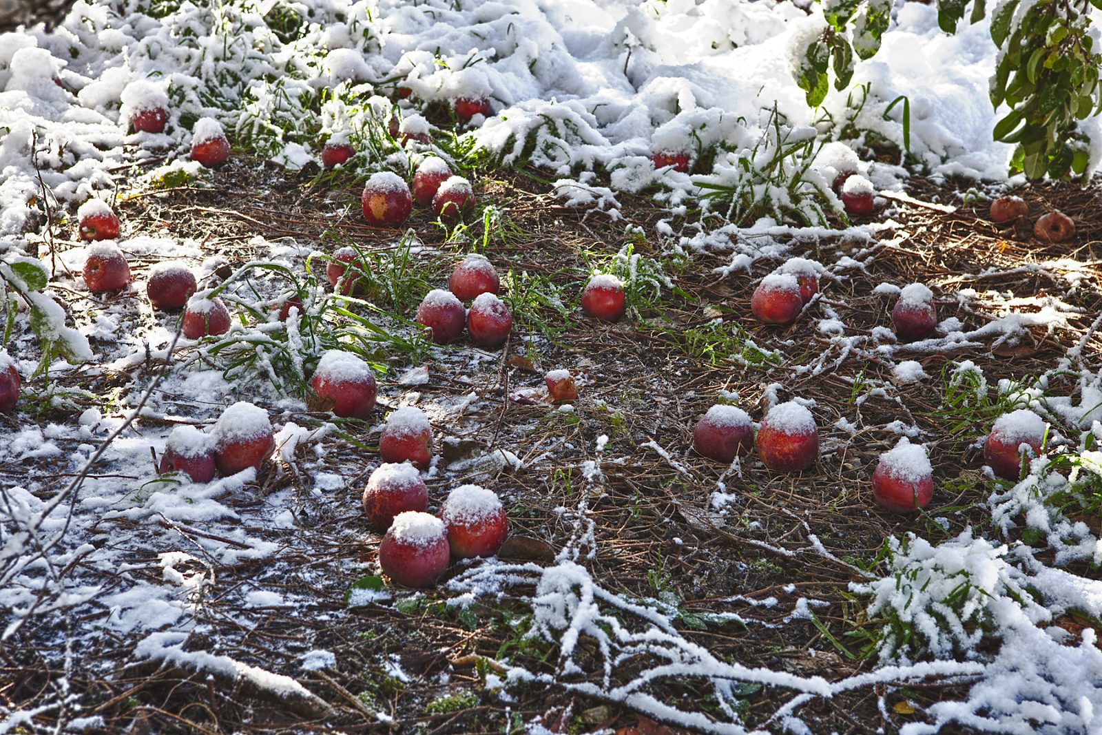 Red Apples And Snow