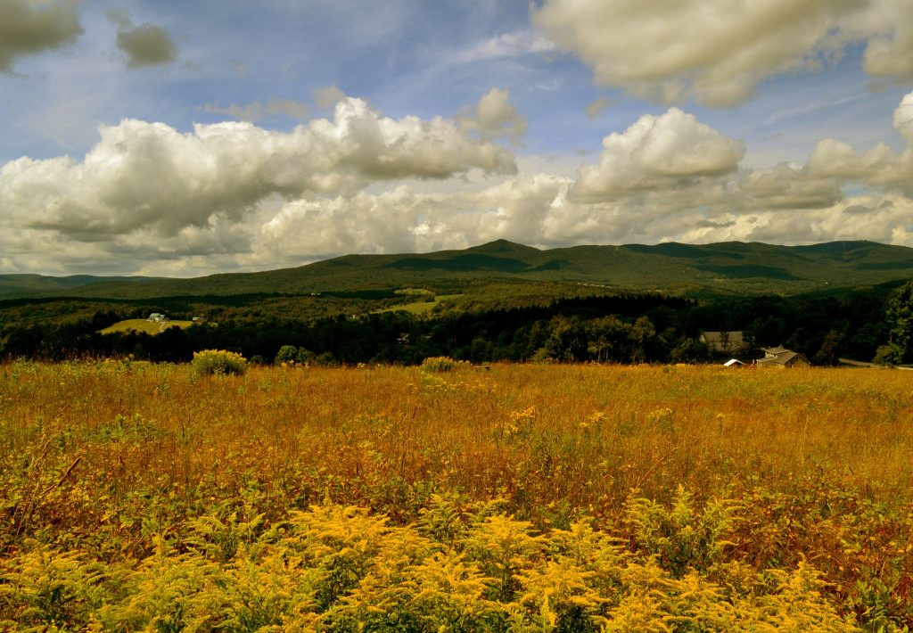 Golden Fields Forever - New England