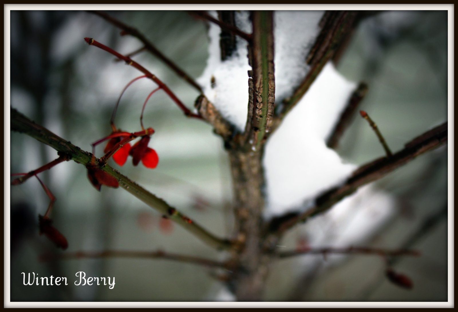 Winterberry - New England