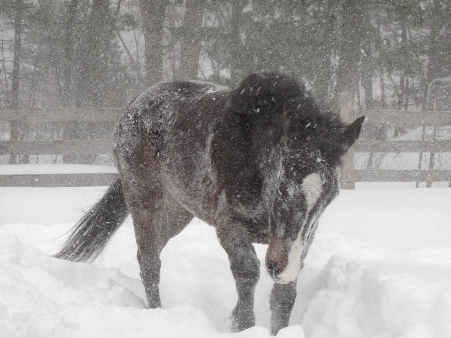"King Cole" Braving Storm Nemo - New England
