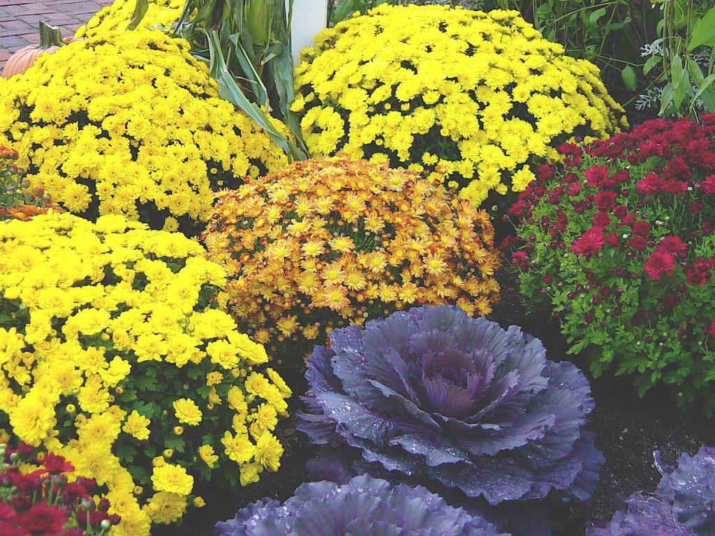 Chatham Flowers