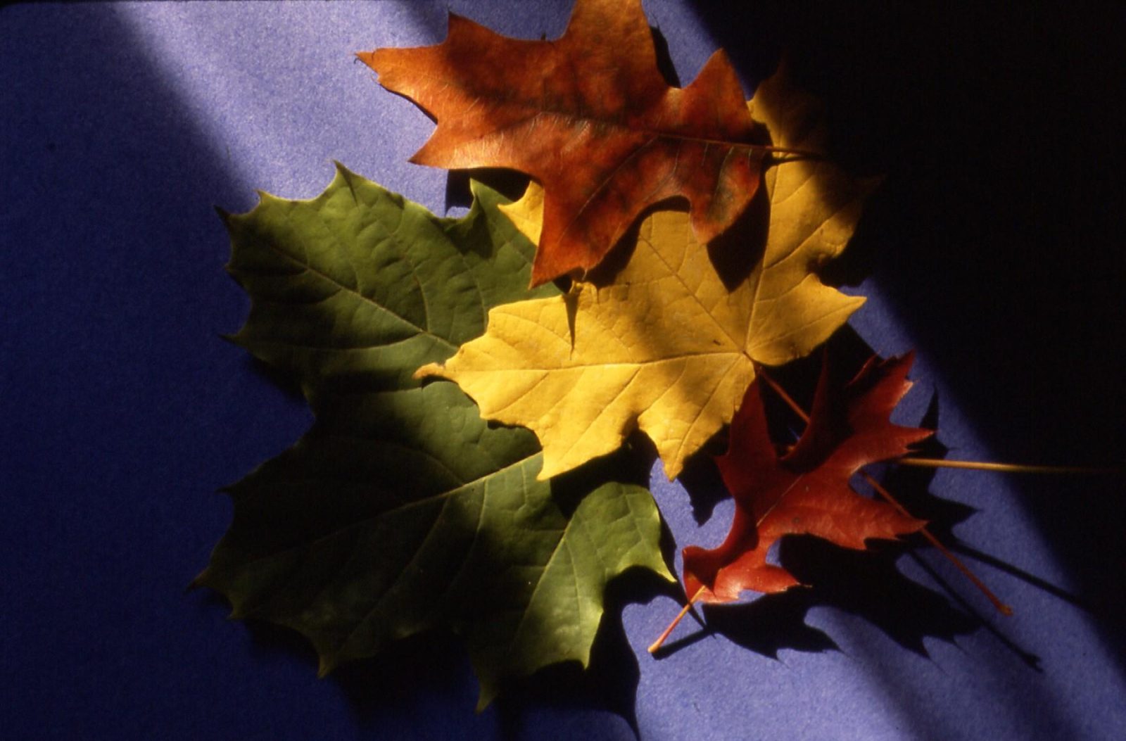 Crimson Fall - New England