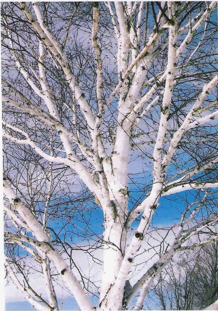 Himalayan Birch Tree in Winter