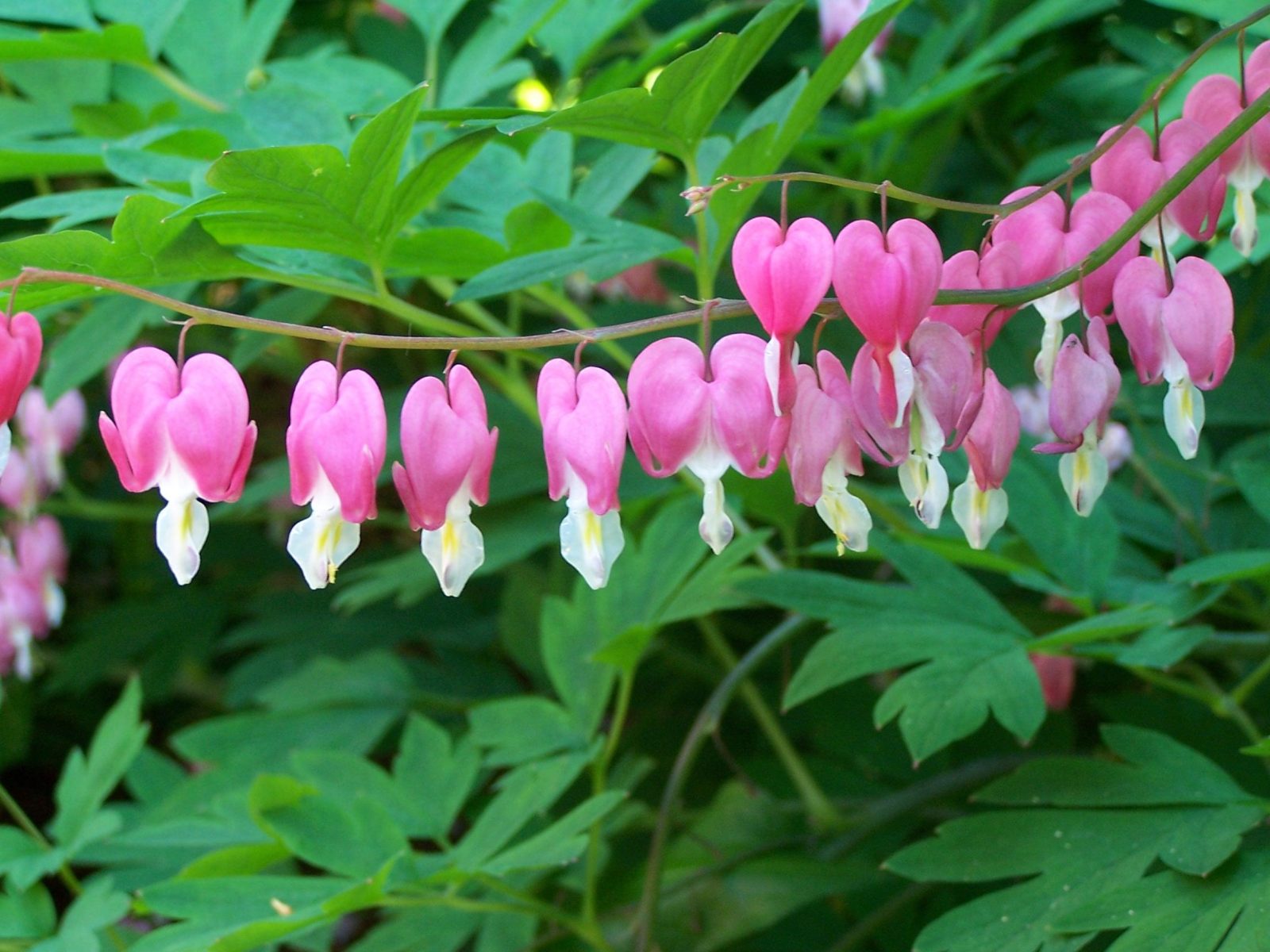 Bleeding Hearts