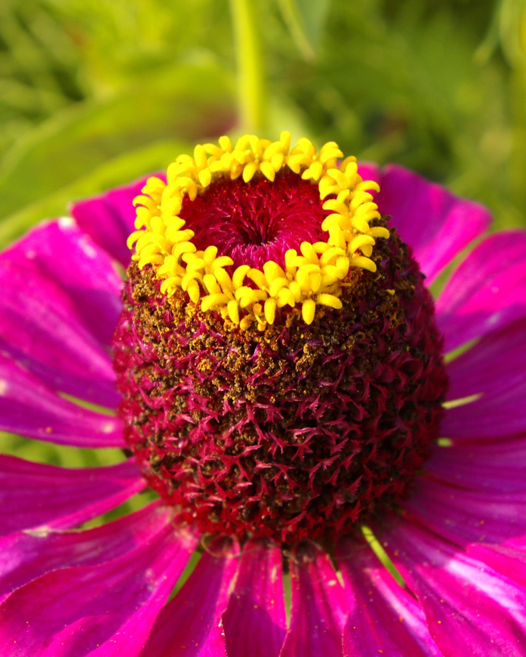Beautiful Flower - New England