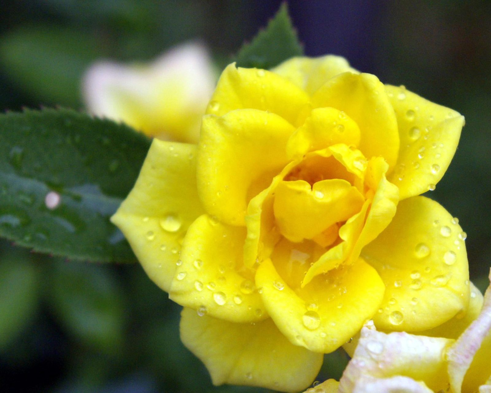 Yellow Rose - New England
