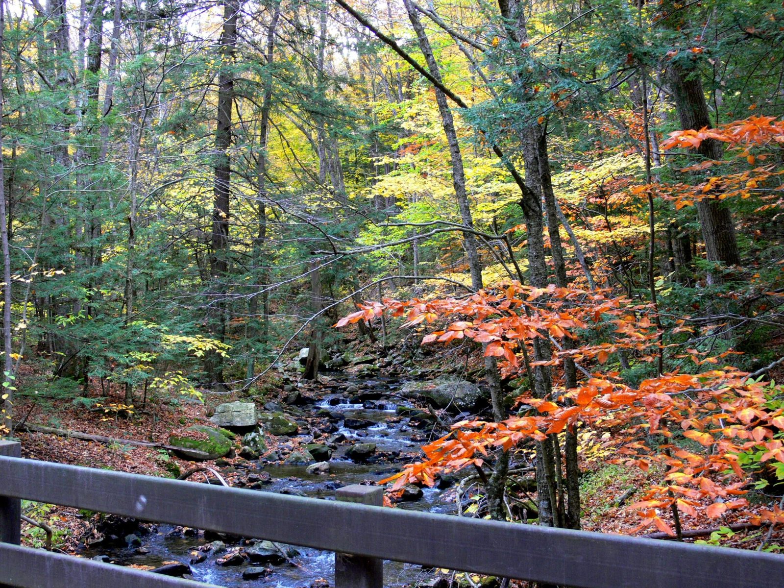 Rocky Brook