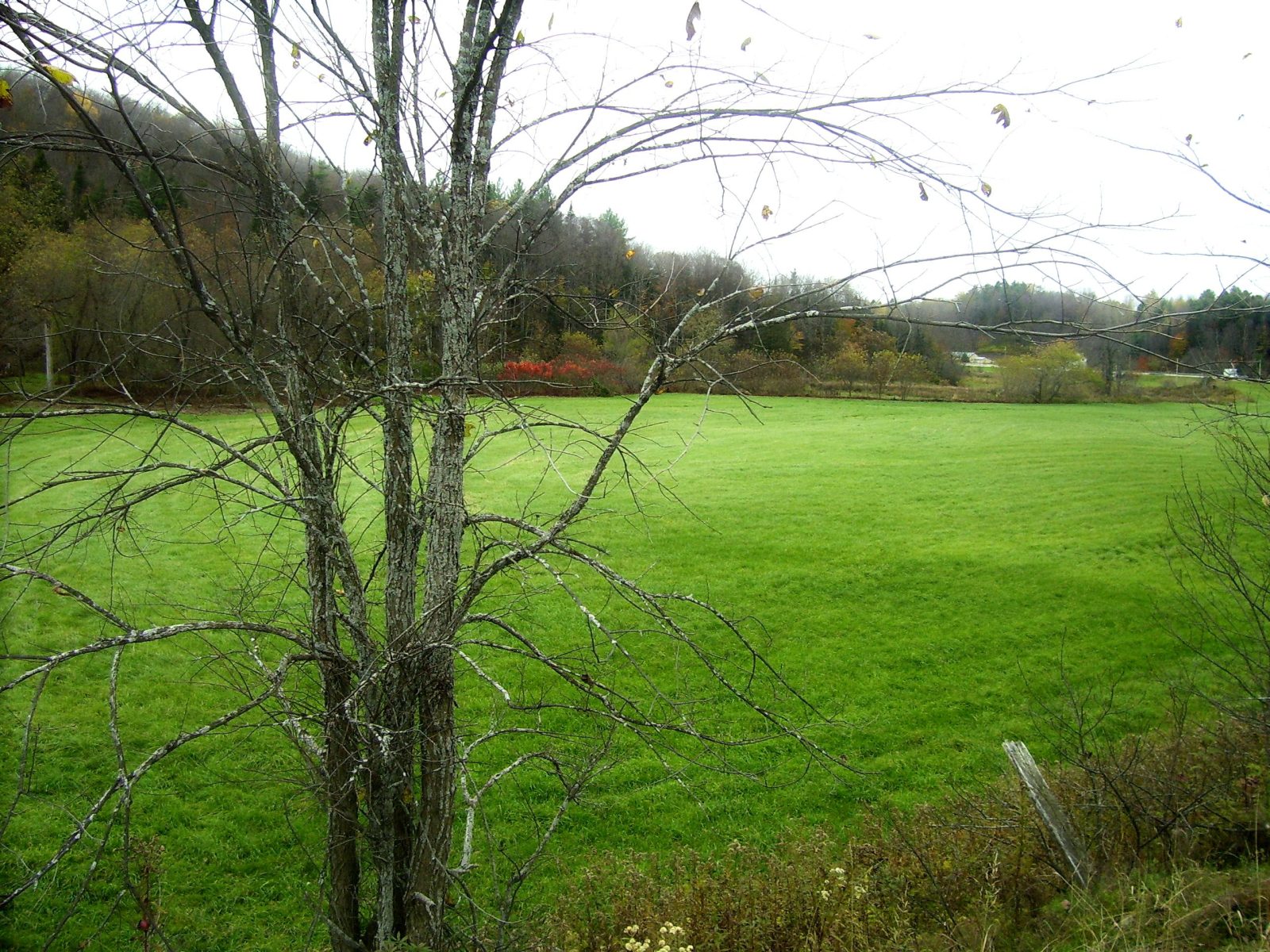Landscape of Greens
