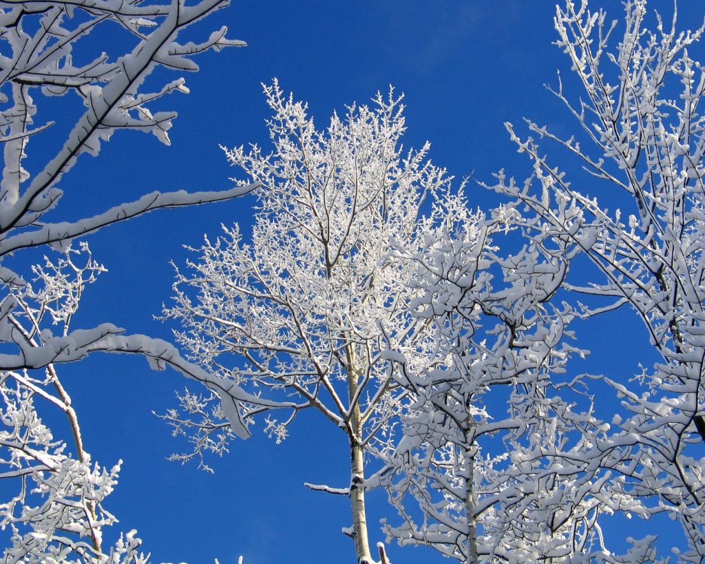 Snow Trees - New England