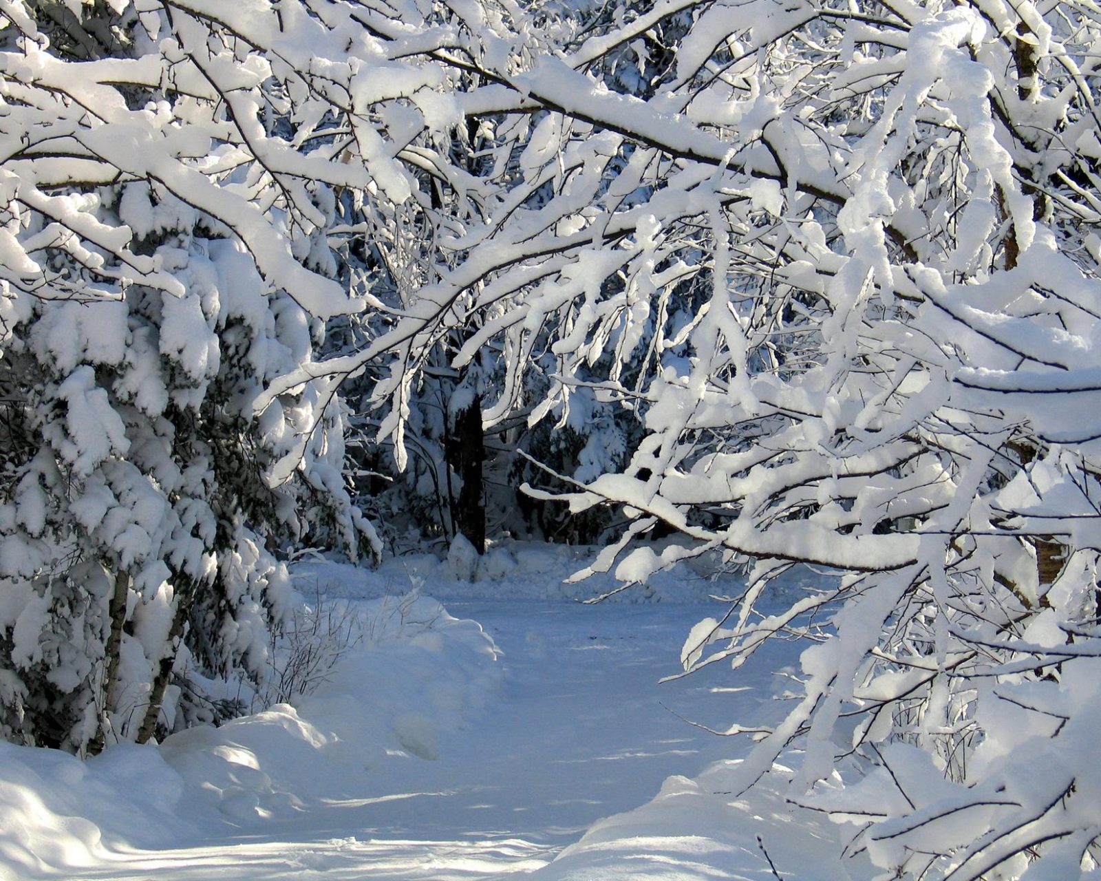 Snow Catcher