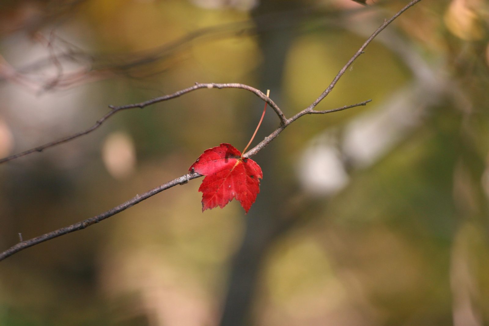 Lone Leaf - New England