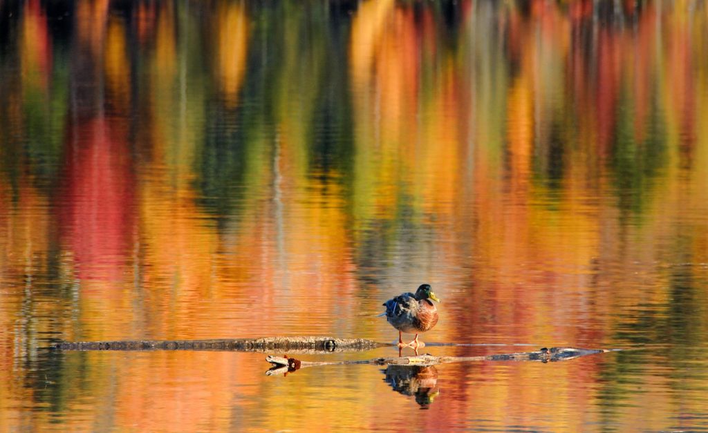 Fall Duck