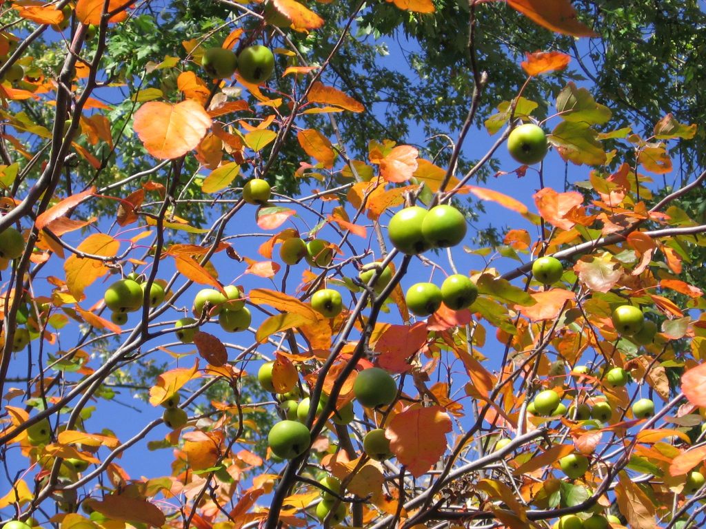 Fall Splendor - New England