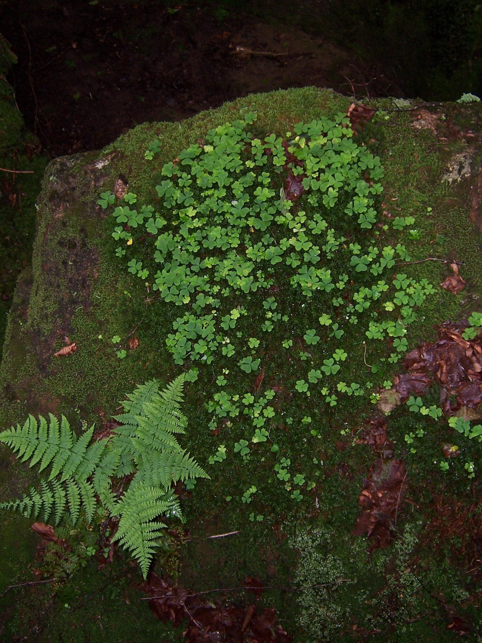 Clover Rock
