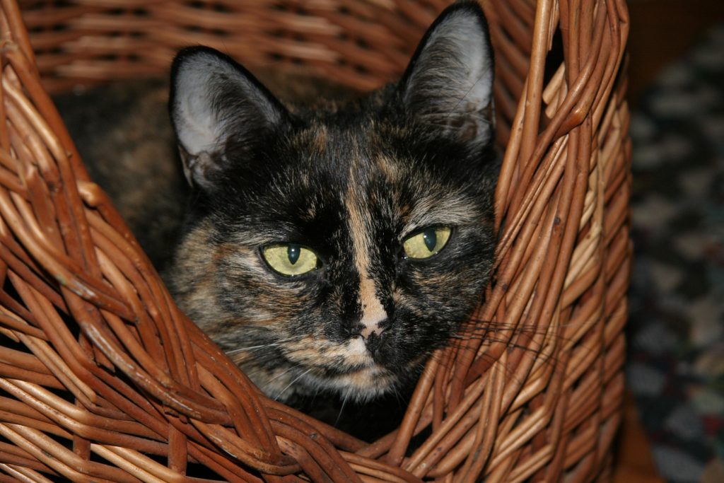 Peek-A-Boo - New England